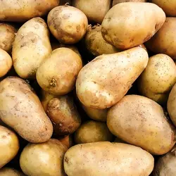 SCP | Sociedad Comercial del Plata